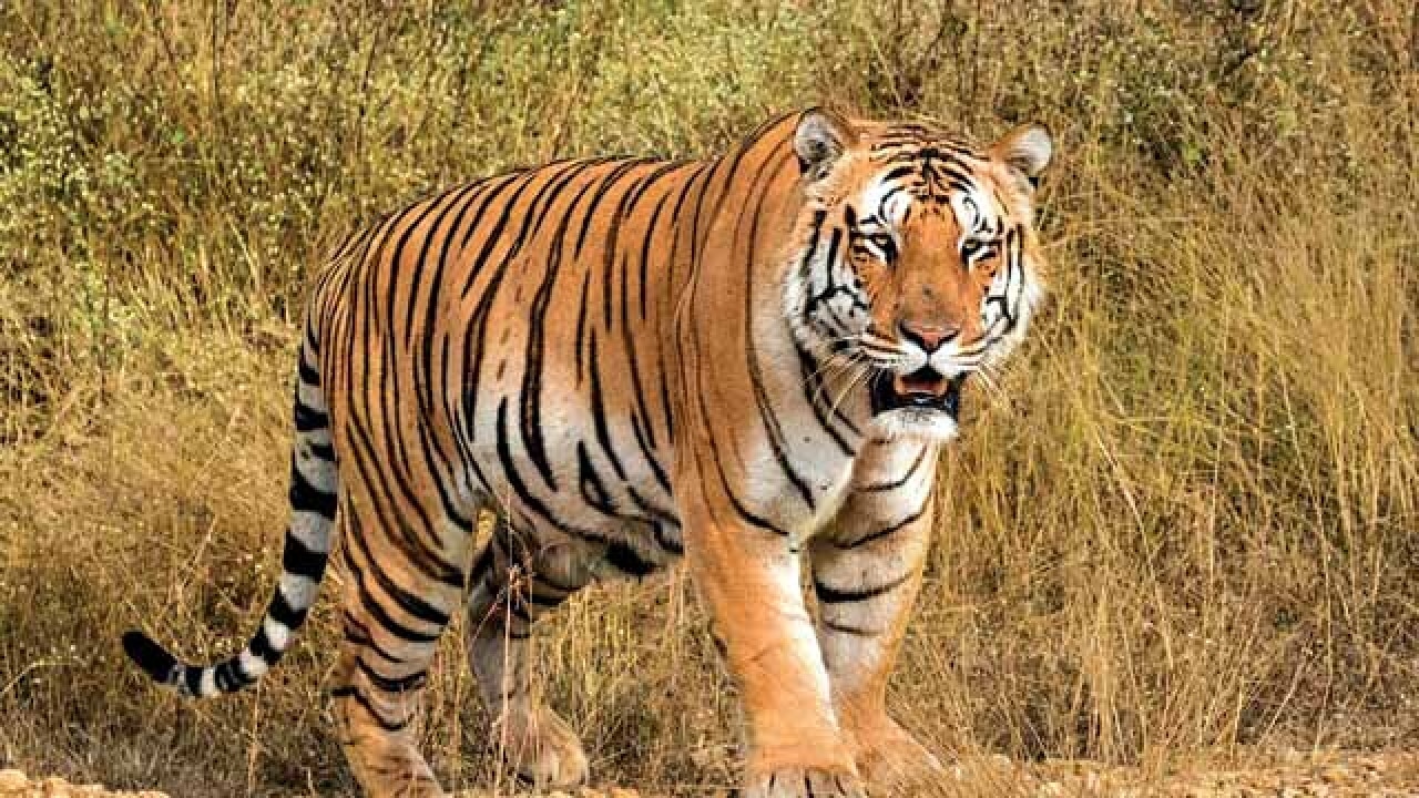 Ex-sarpanch claims to have spotted missing Jai, animal activists say ...
