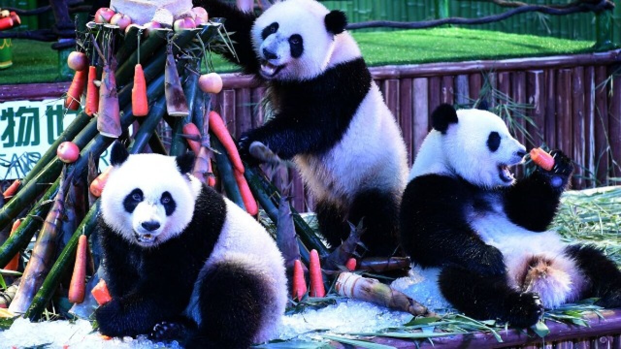 China: Rare panda triplets celebrate second birthday in style