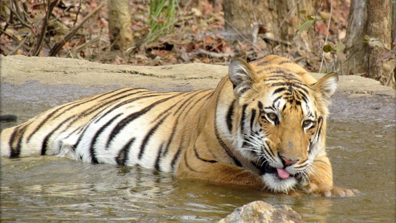 400 villages in 100 days: Search for famous tiger 'Jai' continues