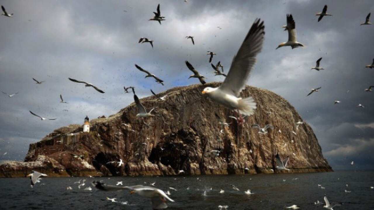 New study reveals that birds can sleep while in flight