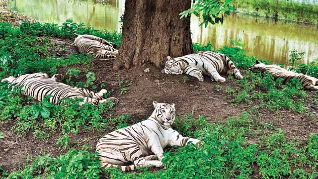 A fourth of Maharashtra tigers are outside reserves