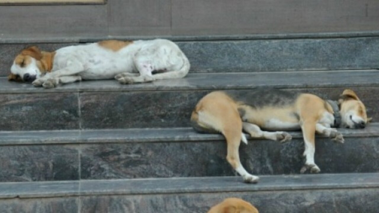 In another incident in Hyderabad, three stray dogs shot dead