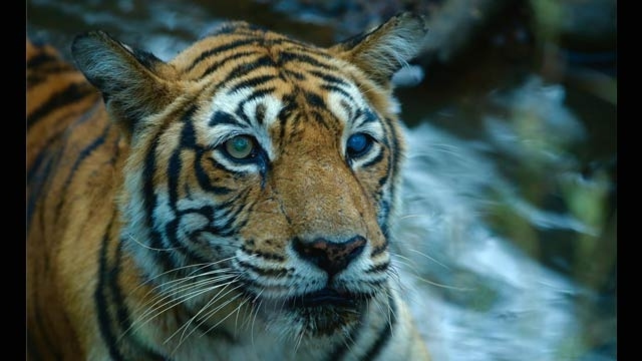 Ranthambore: India's most famous tigress 'Machli' passes away