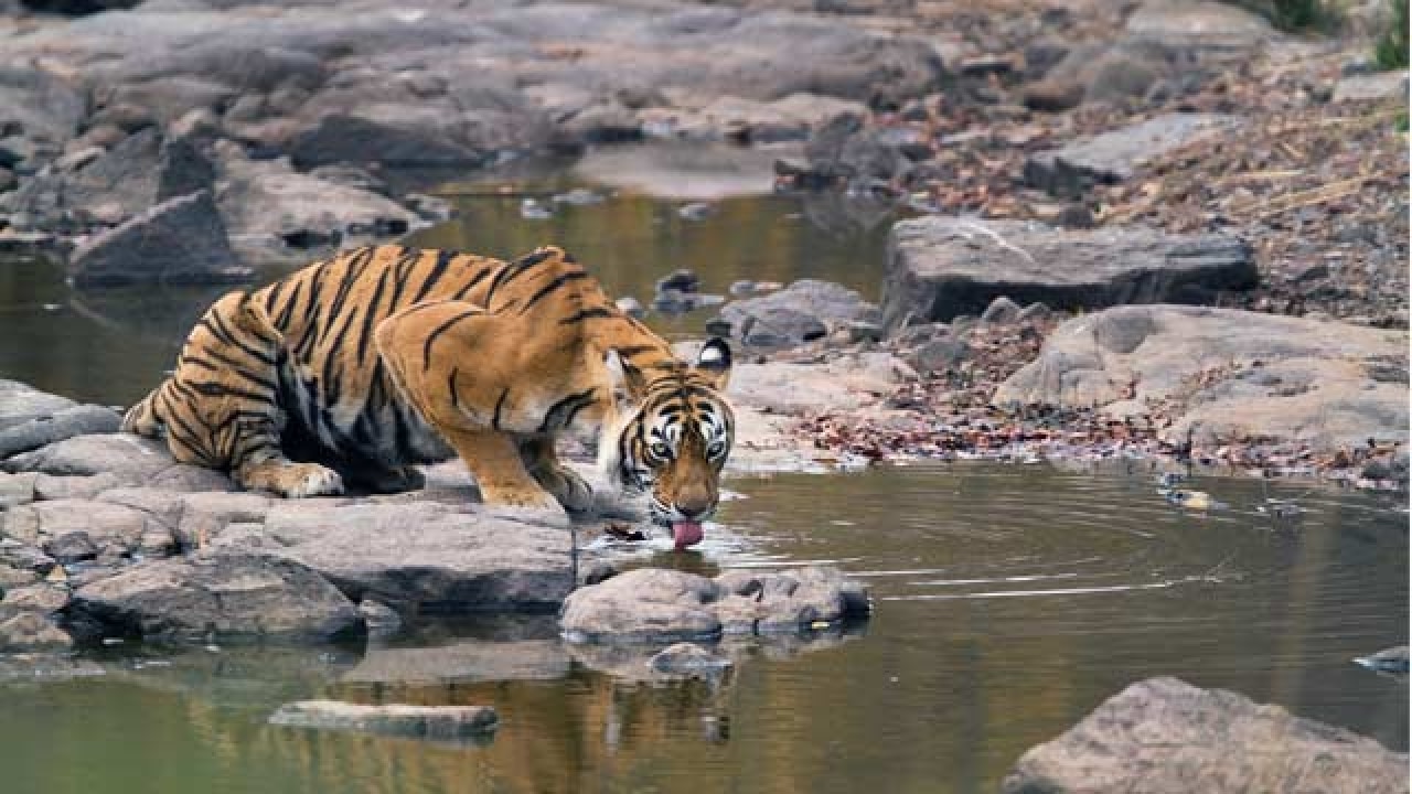 Roar no more: India's legendary tigress, Machli, dies of old age