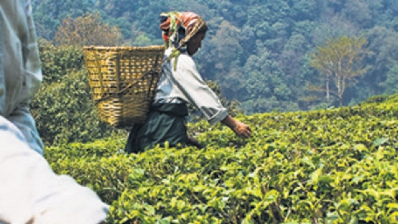 Tata tea plantations grow losses as labour unrest, costs hit