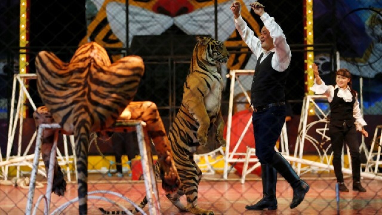 In Pictures | These pictures of Thai tigers being mistreated should ...