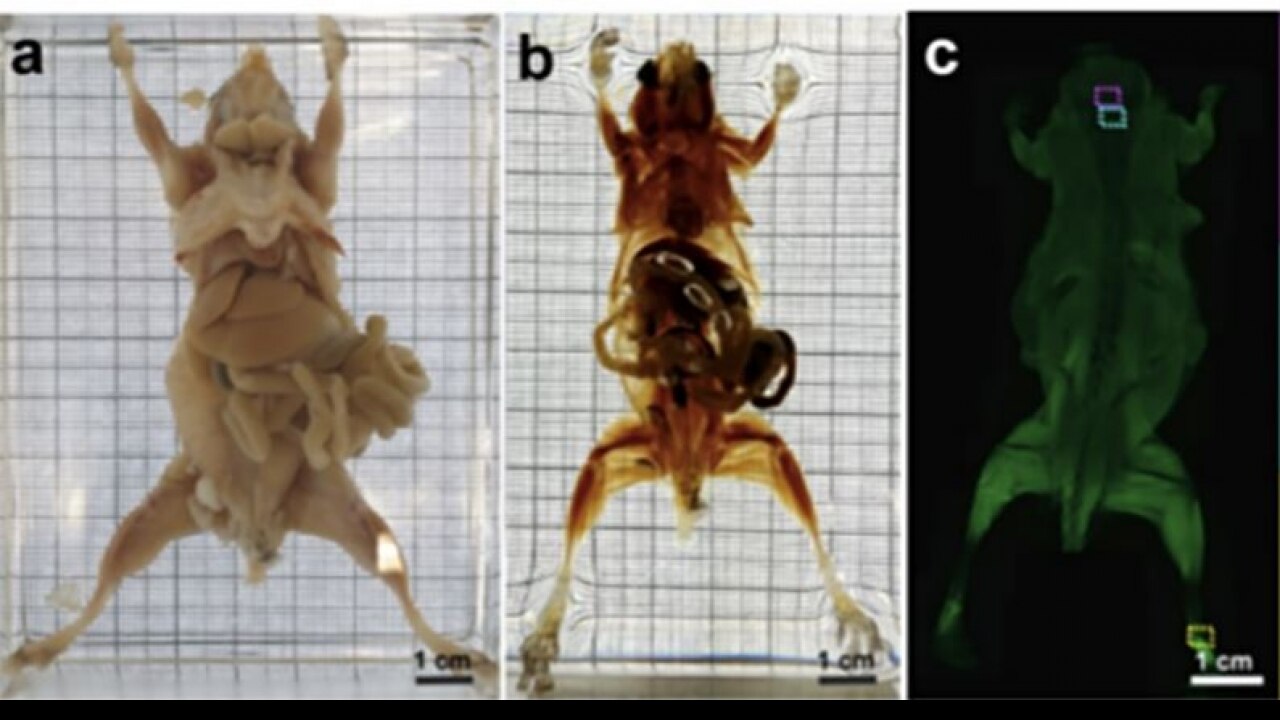 Could a study on transparent mice help map the human brain?