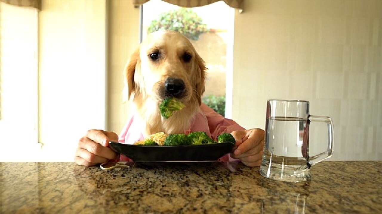 Watch: This 'Chef Dog' is the most hilarious thing you'll see today!