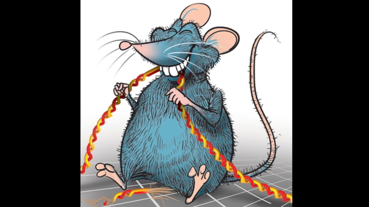 Rodents on the plane: When a tiny rat delayed an Air France flight for ...