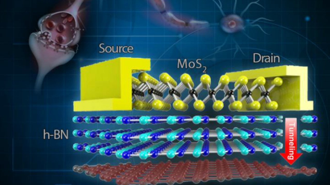 Researchers develop brain-inspired memory device for flexible electronics
