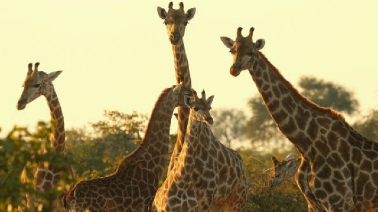 Study reveals four different species of giraffe
