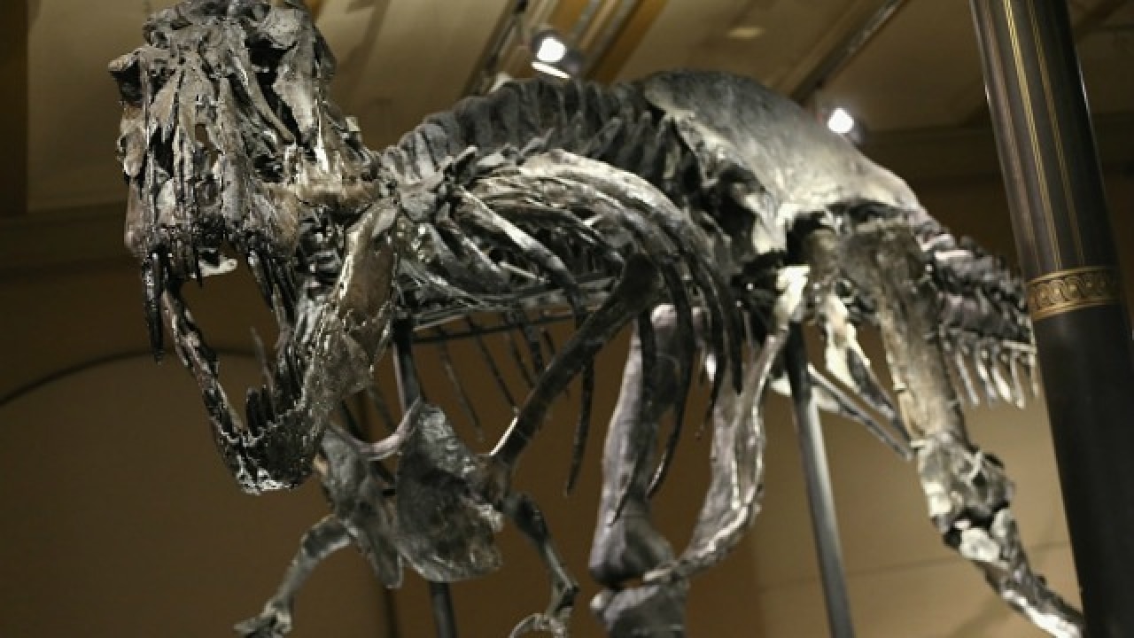 Research shows dinosaur extinction event was deadly for Antarctic life