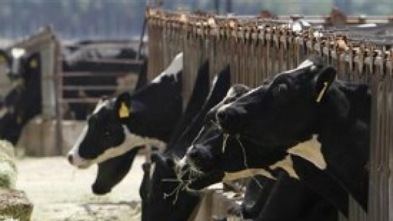 HC seeks reply of AAP Govt, police on PIL challenging beef ban