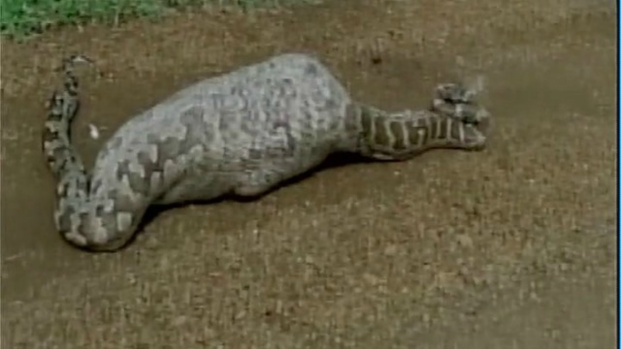 20-feet long python swallows blue bull in Gujarat