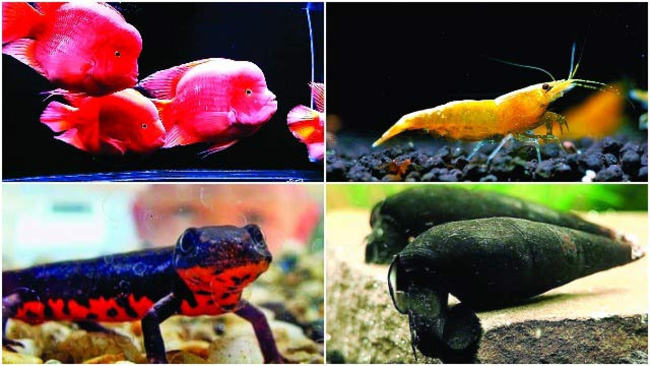 Aqua exhibition to showcase 800 rare species of fish