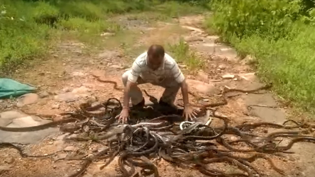Watch: This video of a man releasing 285 snakes at the same time will ...