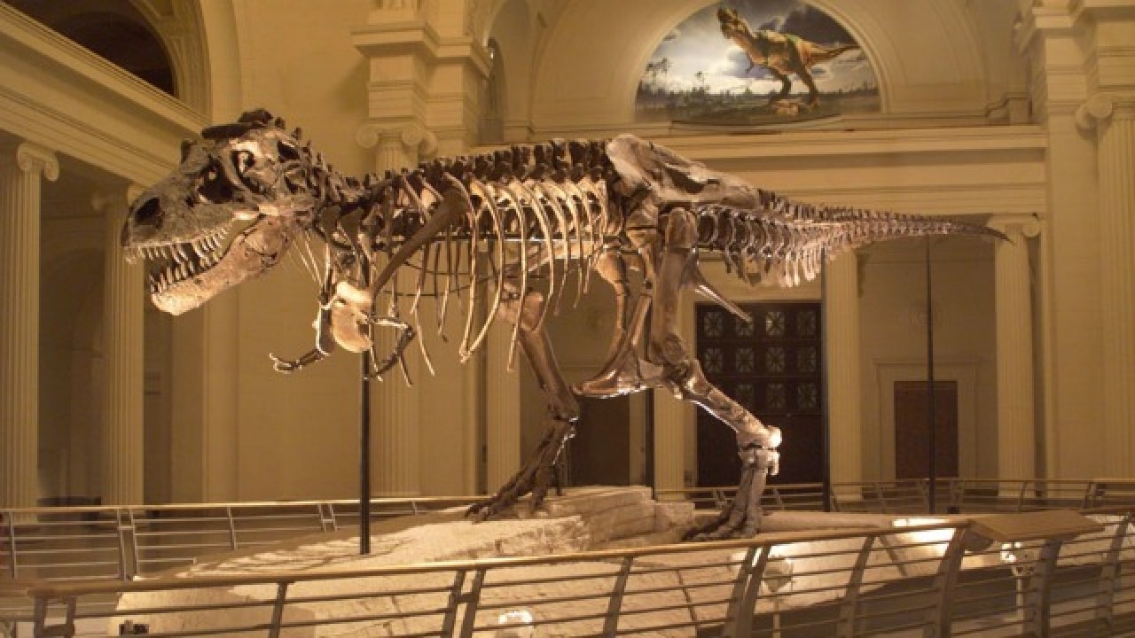T-Rex likely did not use its tiny arms much: Study