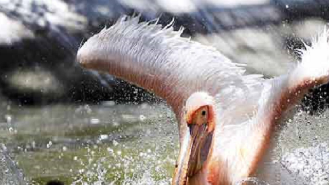 Delhi zoo shuts down amid bird flu scare Delhi zoo shuts down amid bird flu scare