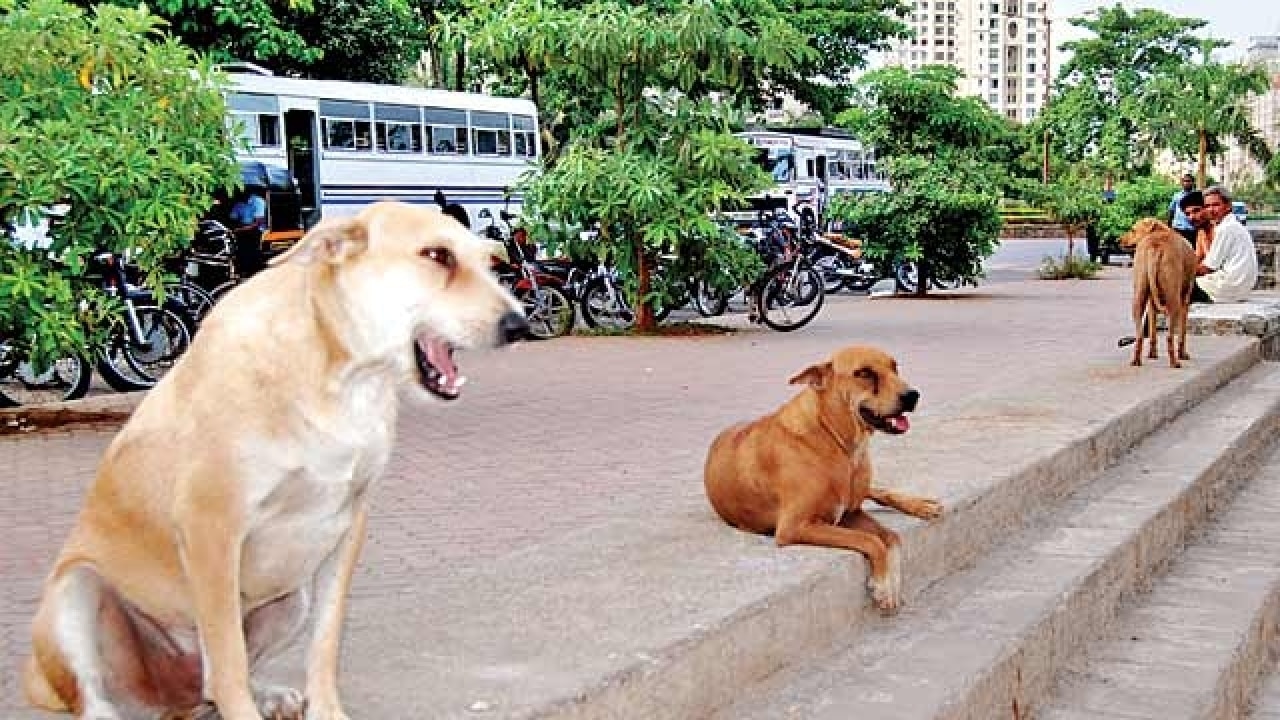1050 stray dogs poisoned to death in Karachi