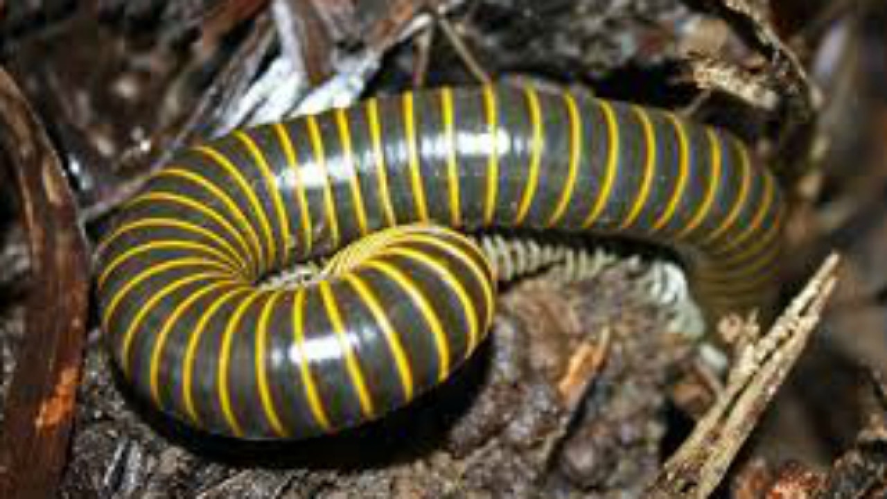 New millipede species with over 400 legs discovered