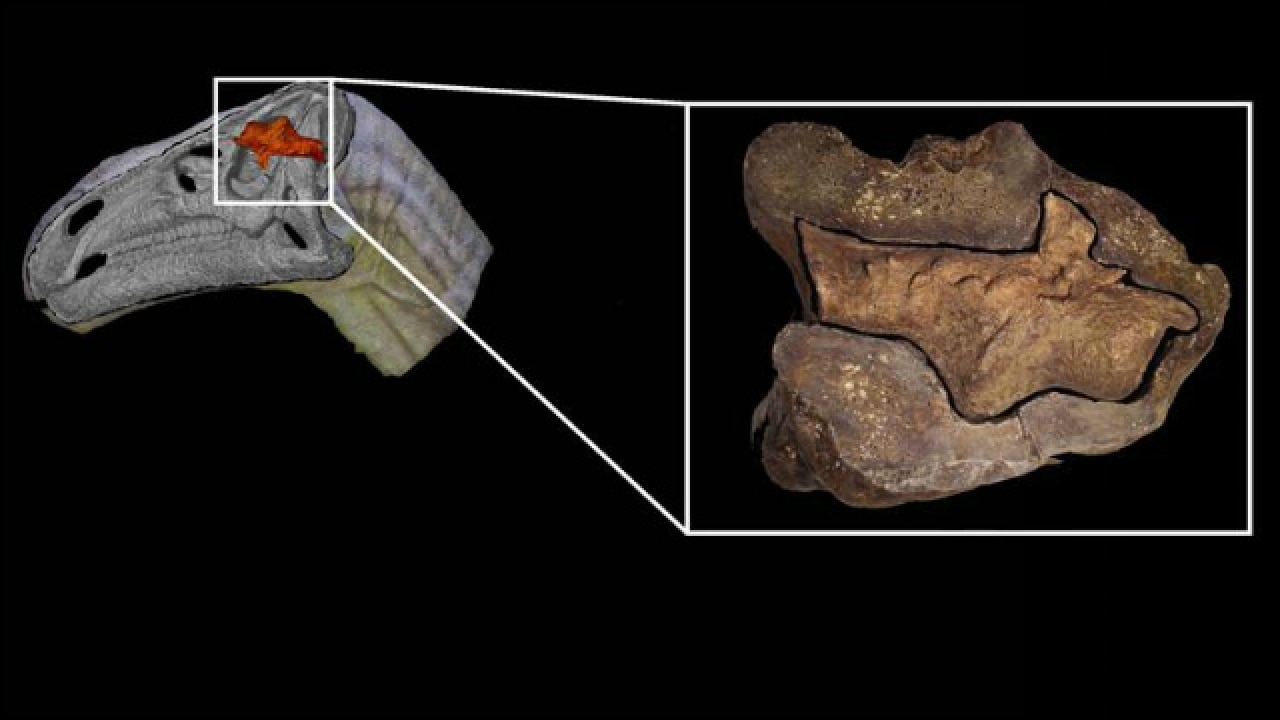 Fossilised dinosaur brain tissue identified for first time