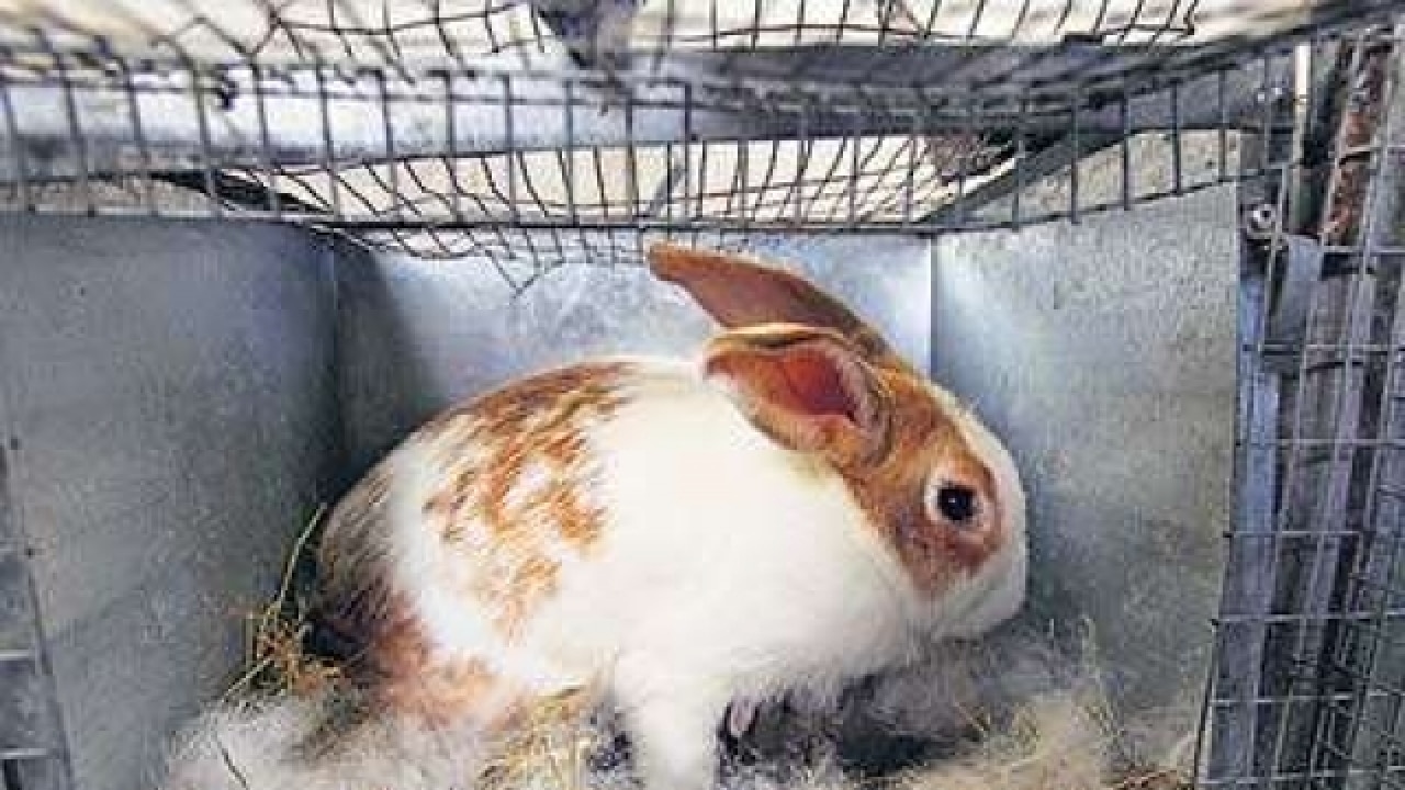 India to phase out 'Draize' irritation tests on rabbits