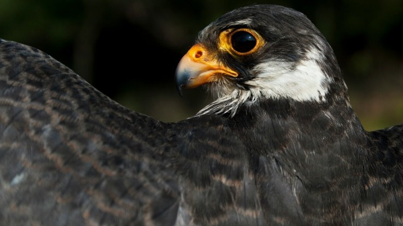 Amur Falcons: When wings weave a tale