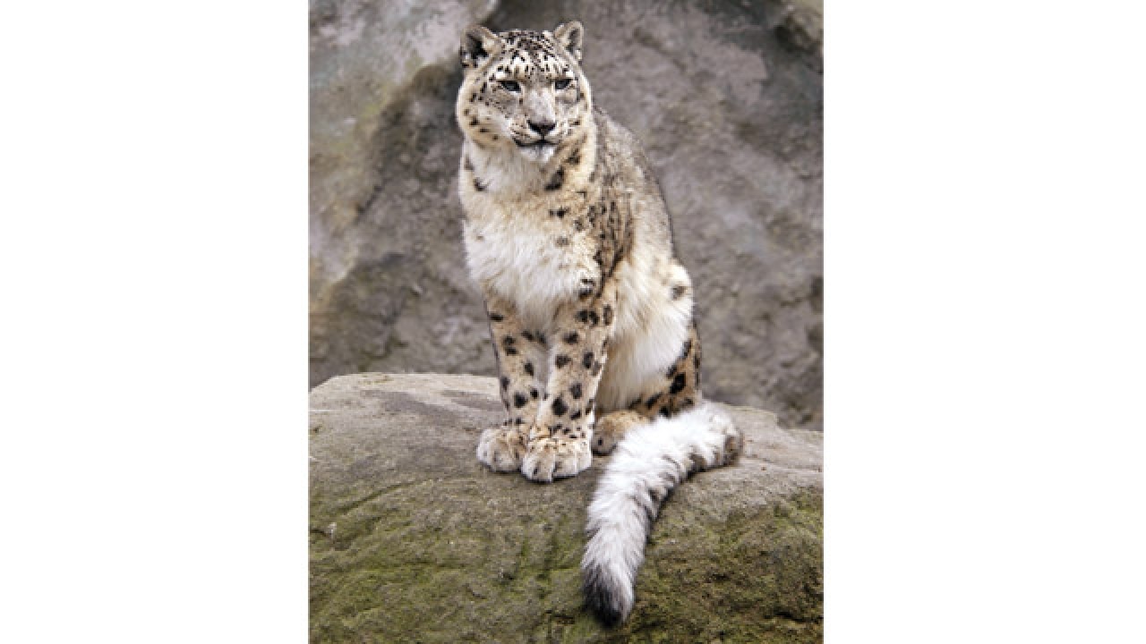In Ladakh, protecting wildlife in the name of God