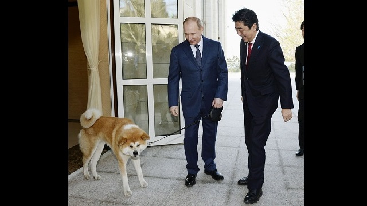 Russia declines Japanese dog diplomacy ahead of summit