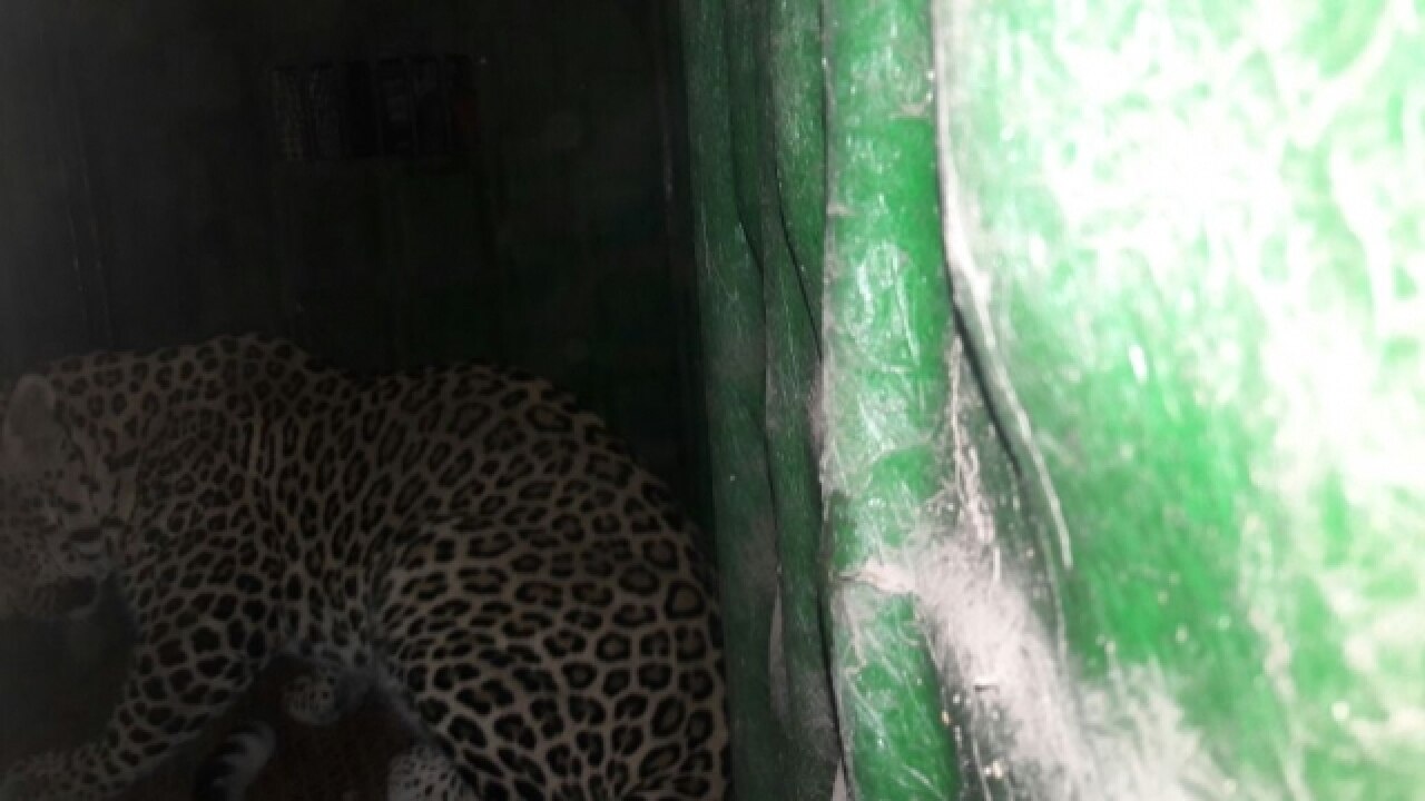 Mumbai: Forest dept to release leopard trapped in Aarey colony