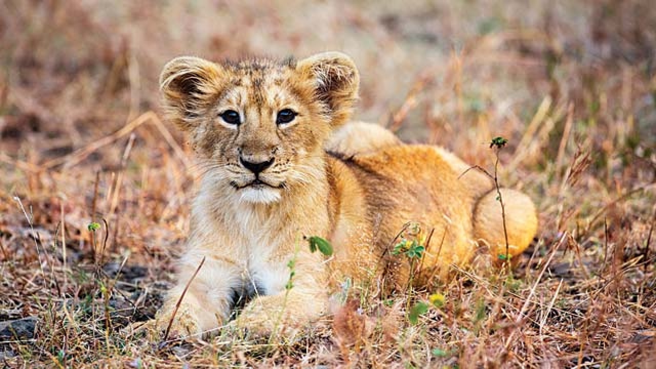 Can city save Silvassa safari's only lion cub?