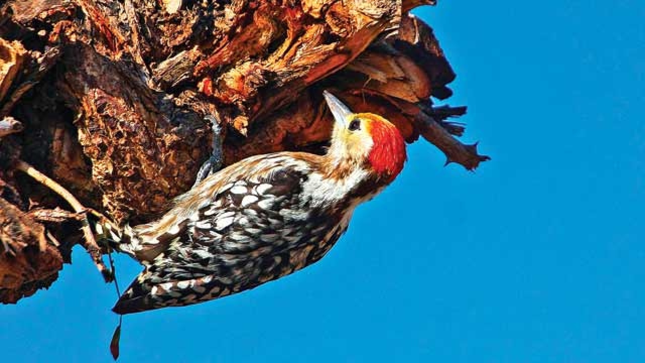 Upload & Click: How to identify that odd bird in two easy steps