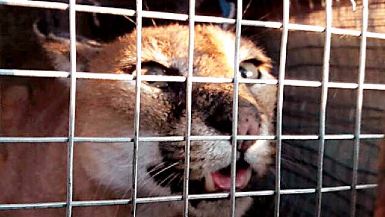 UP cops rescue rare cat species from smugglers
