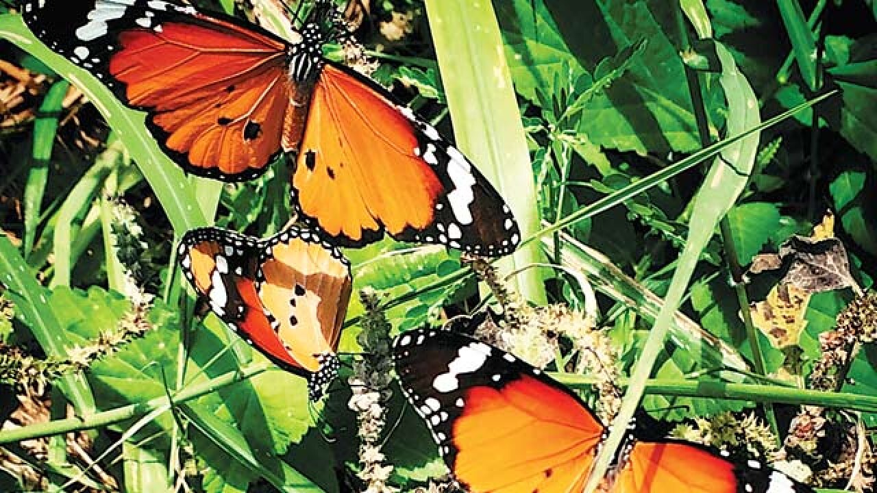 Butterfly to heal the burns in Airoli