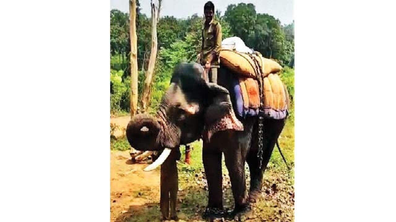 First experiment to domesticate and train wild elephants in Maharashtra ...