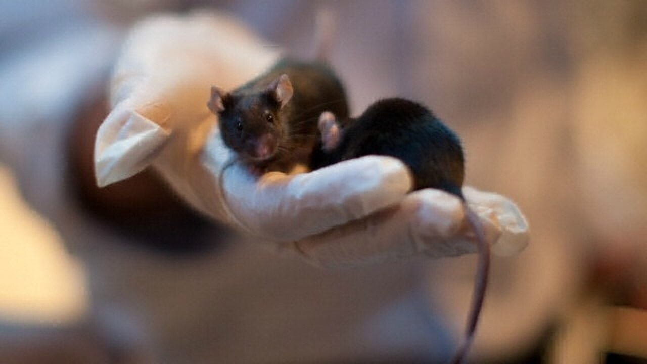 New mind controlling apparatus turns mice into killing machines