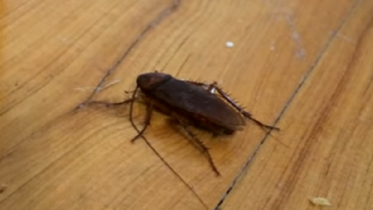 Doctors find live cockroach inside Chennai woman's head