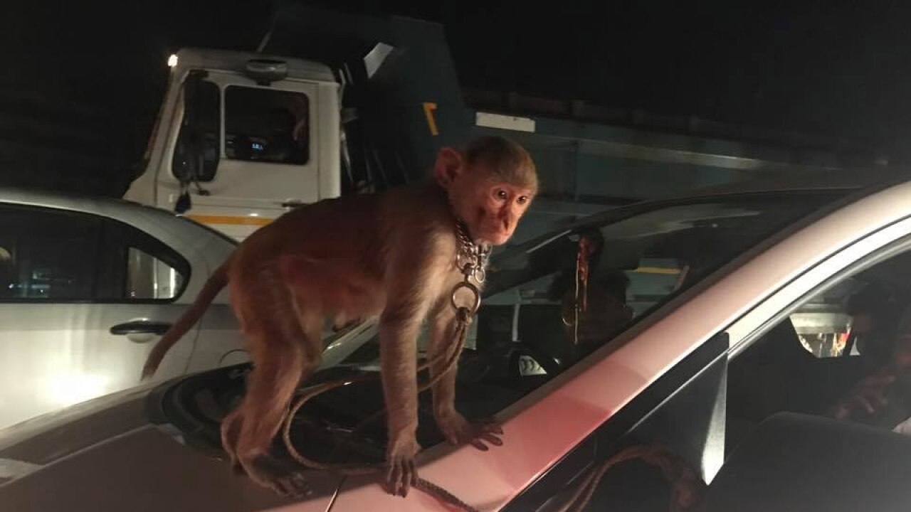 Shocking: Pictures of monkey tied to moving car in Mumbai sparks outrage