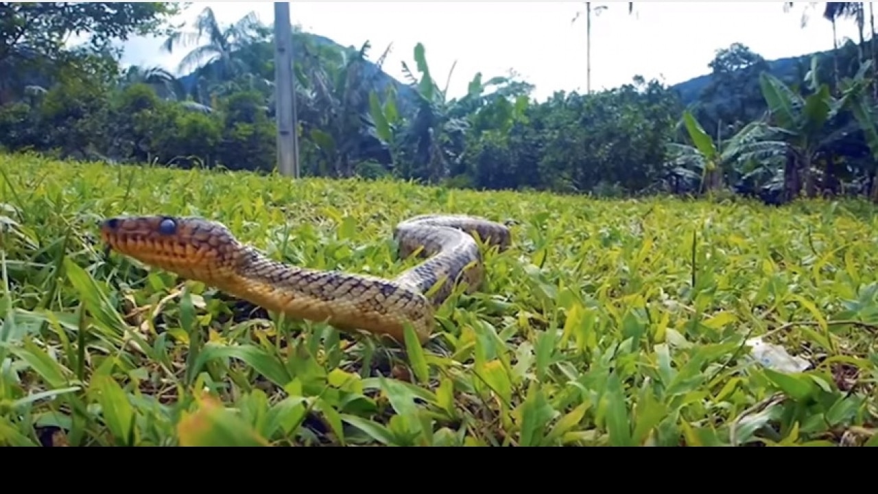 World's rarest boa snake spotted for first time in 64 years