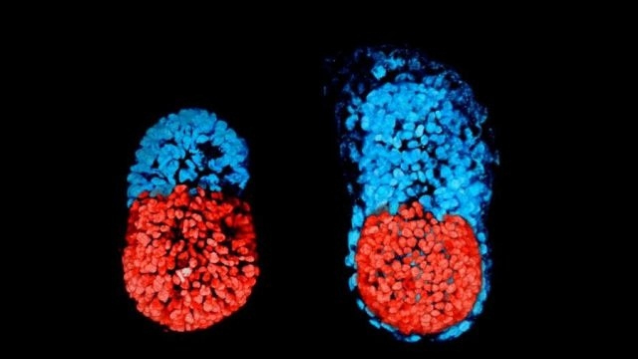 Scientists have just grown the world's first artificial 'embryo'