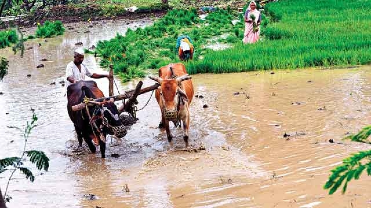 Maharashtra: Government to complete 225 irrigation projects in the next ...