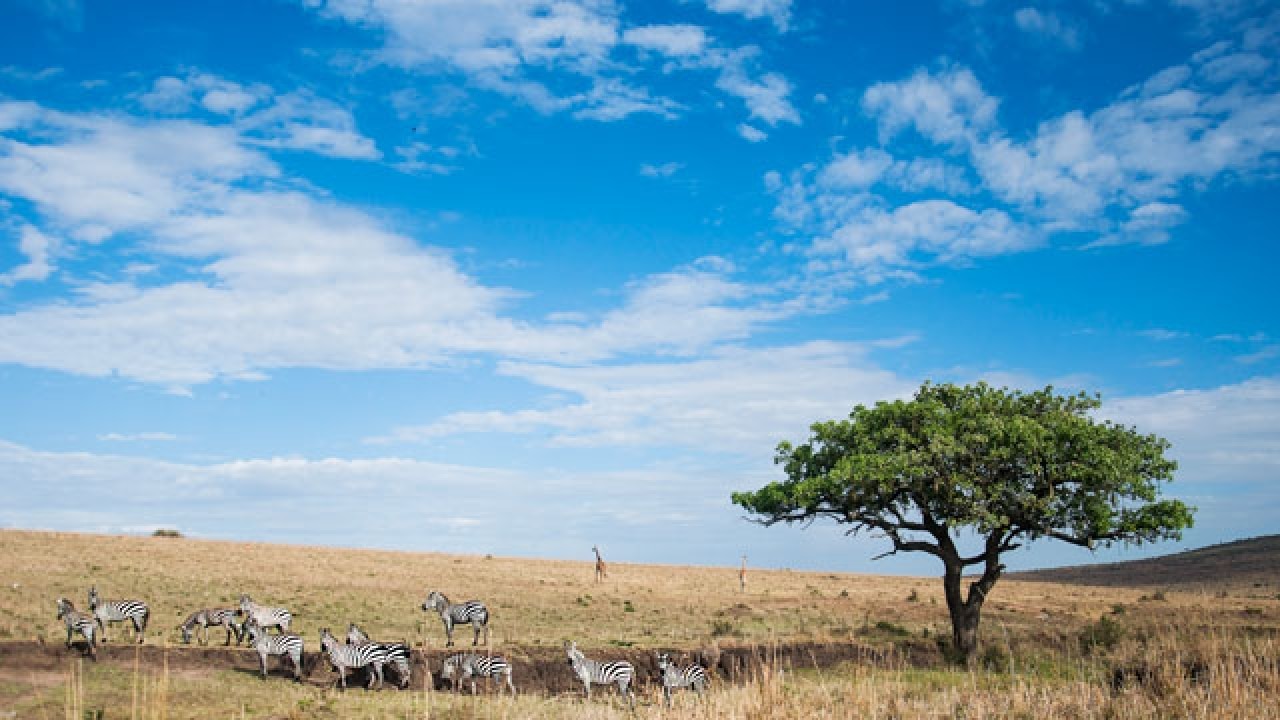 Into the wild at Kenya's Maasai Mara National Reserve