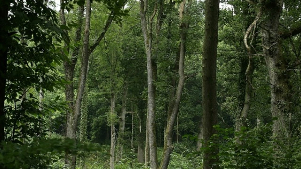 Assam's Majuli all set to become India's first carbon neutral district ...