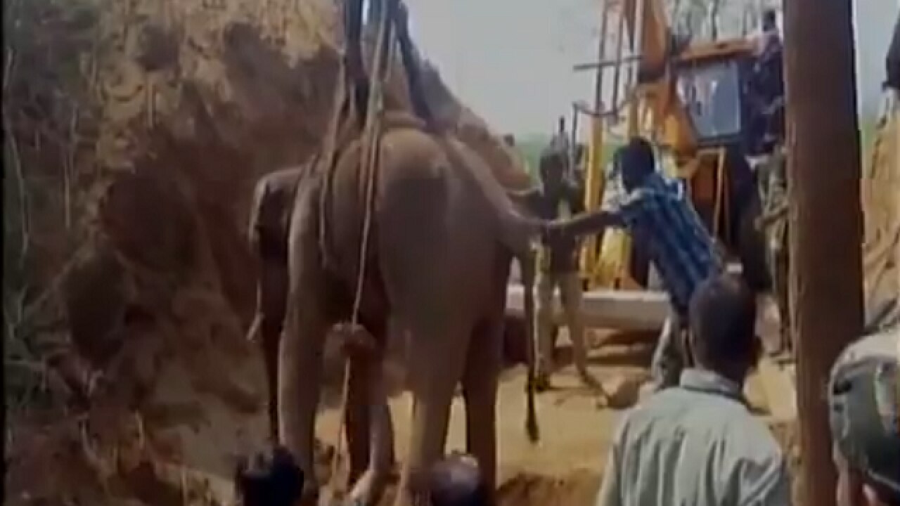 Watch: Elephant who fell into well in search of water, rescued