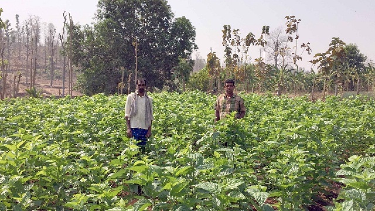 Maharashtra: How group-farming is preventing the migration to cities ...