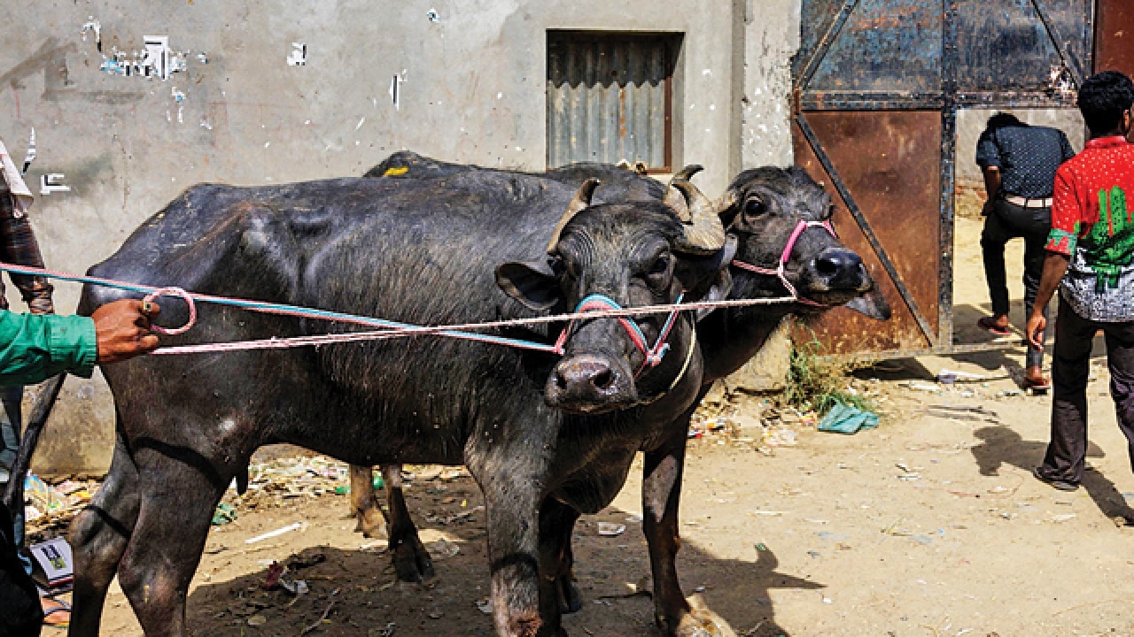 Beef dealers’ association in Kolkata puts forward suggestion to check ... Beef dealers’ association in Kolkata puts forward suggestion to check ...