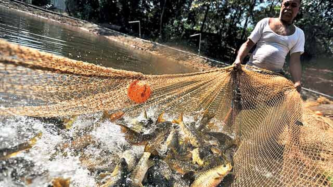 Probe launched to investigate alleged dumping of fishing nets by ...