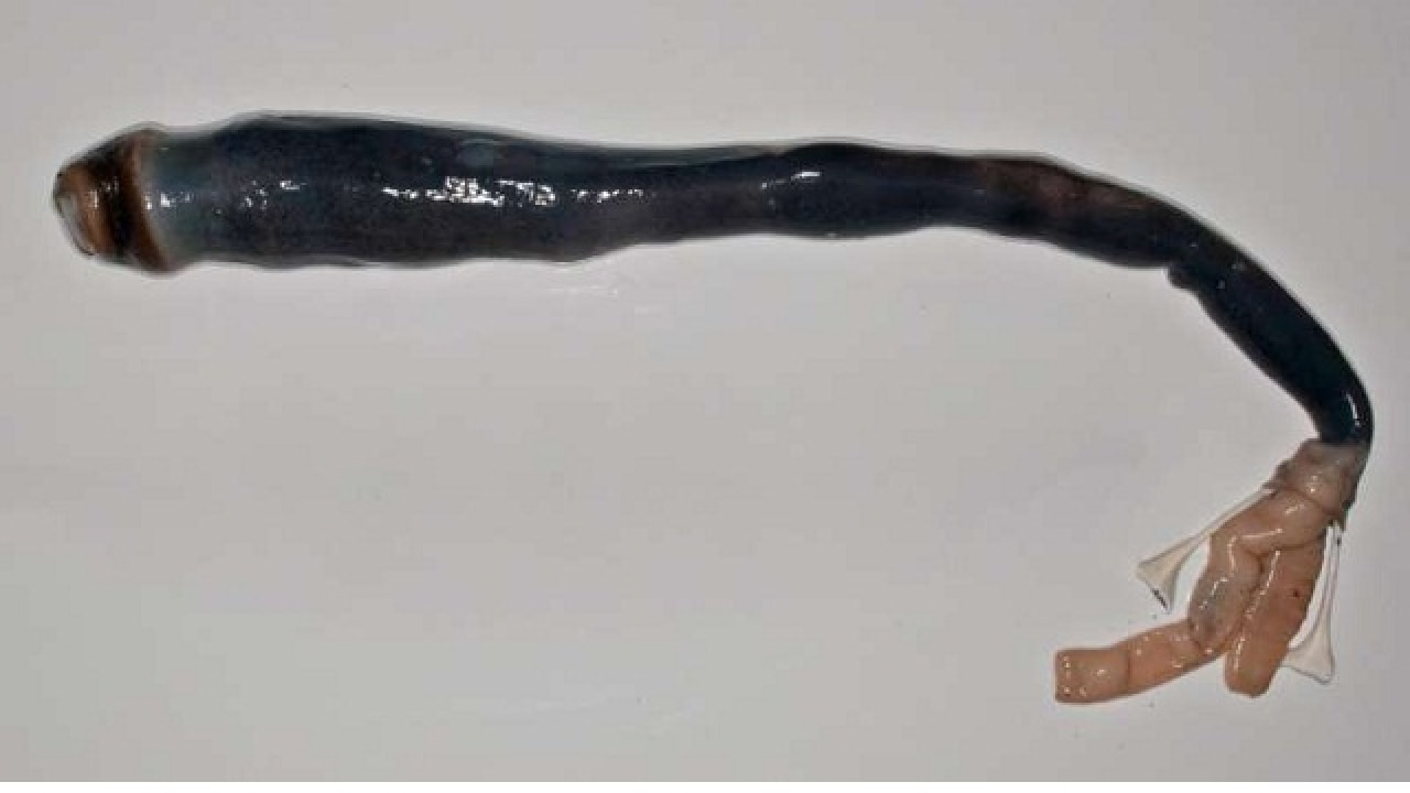 Giant black shipworm that gets energy from sulphur discovered