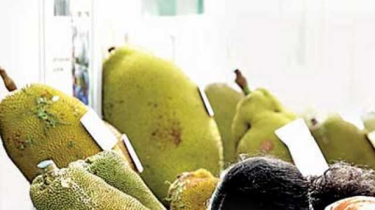 Chocolate could be made from jackfruit seeds