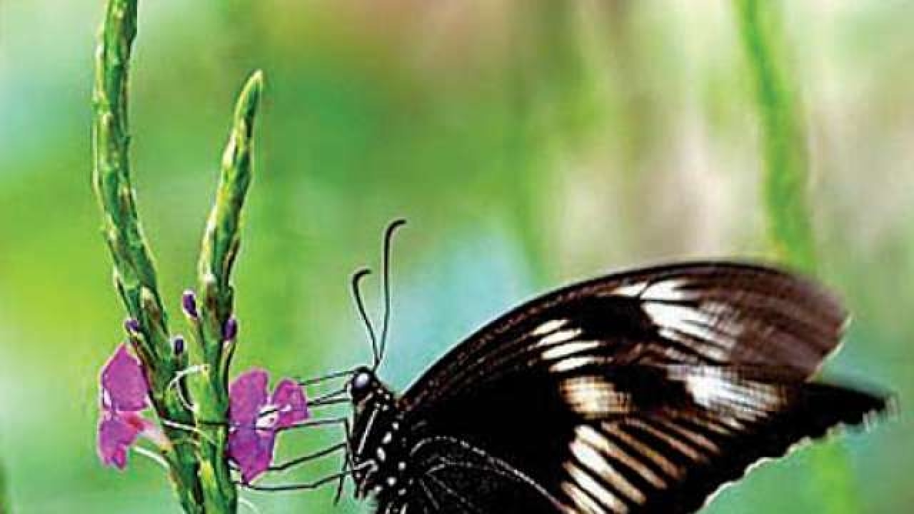 New butterfly species found in Israel for the first time in 109 years!